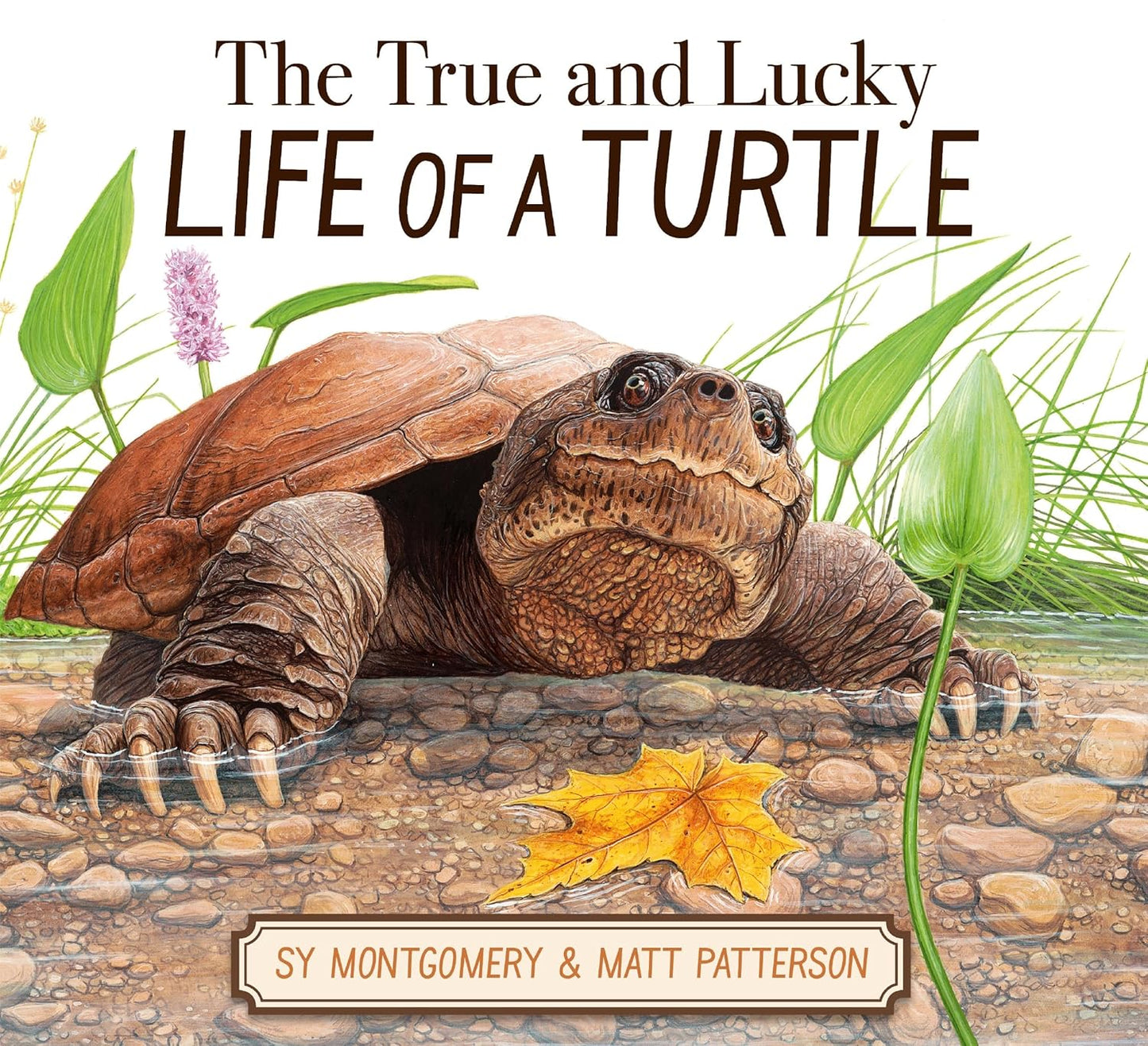 The True and Lucky Life of a Turtle – Pupilio