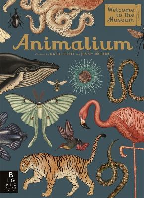 Welcome to the Museum: Animalium – Pupilio